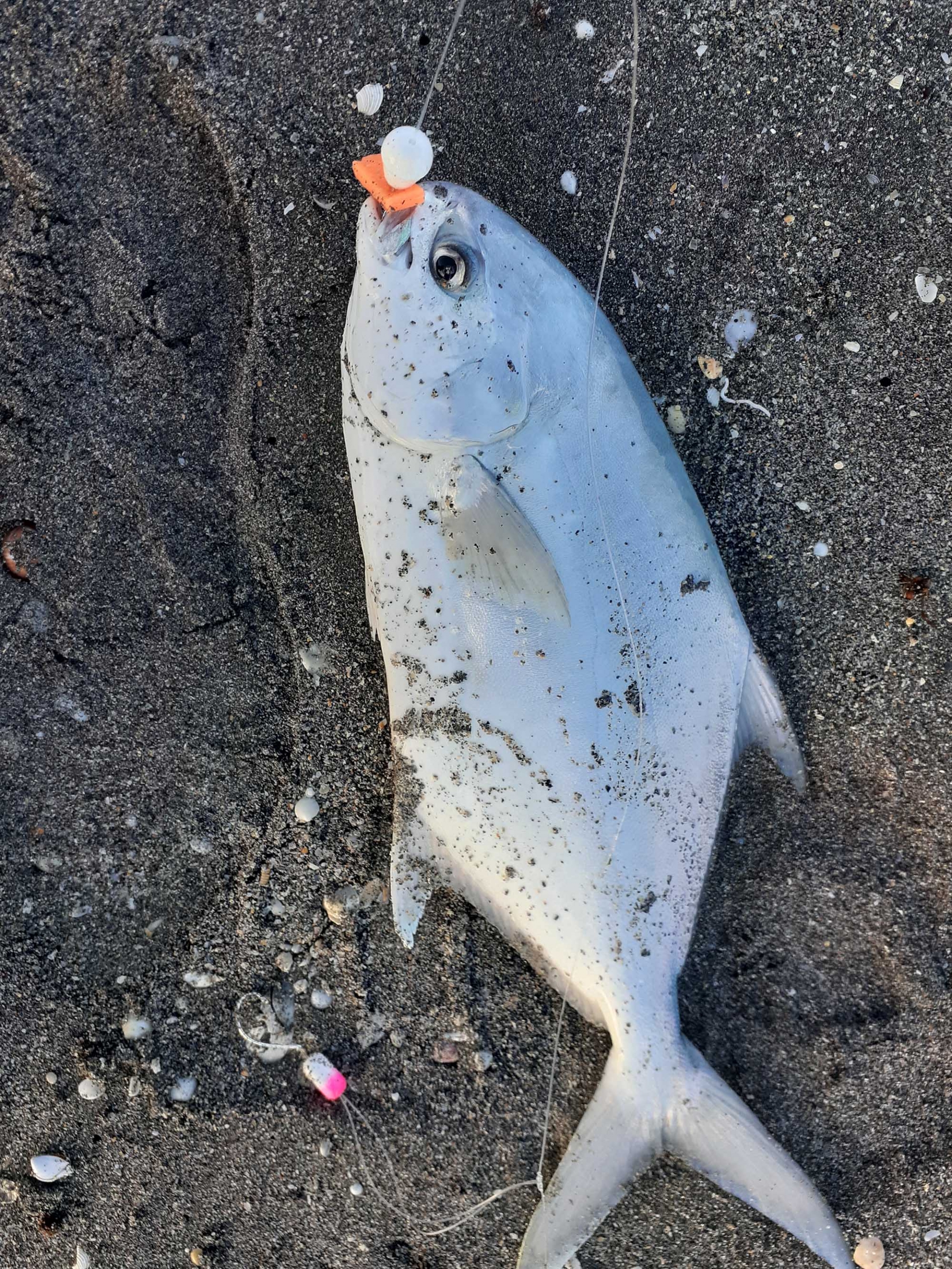 Fluorocarbon Pompano Catchers – Pompano Rich