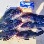 Fish Gum – Pompano Rich